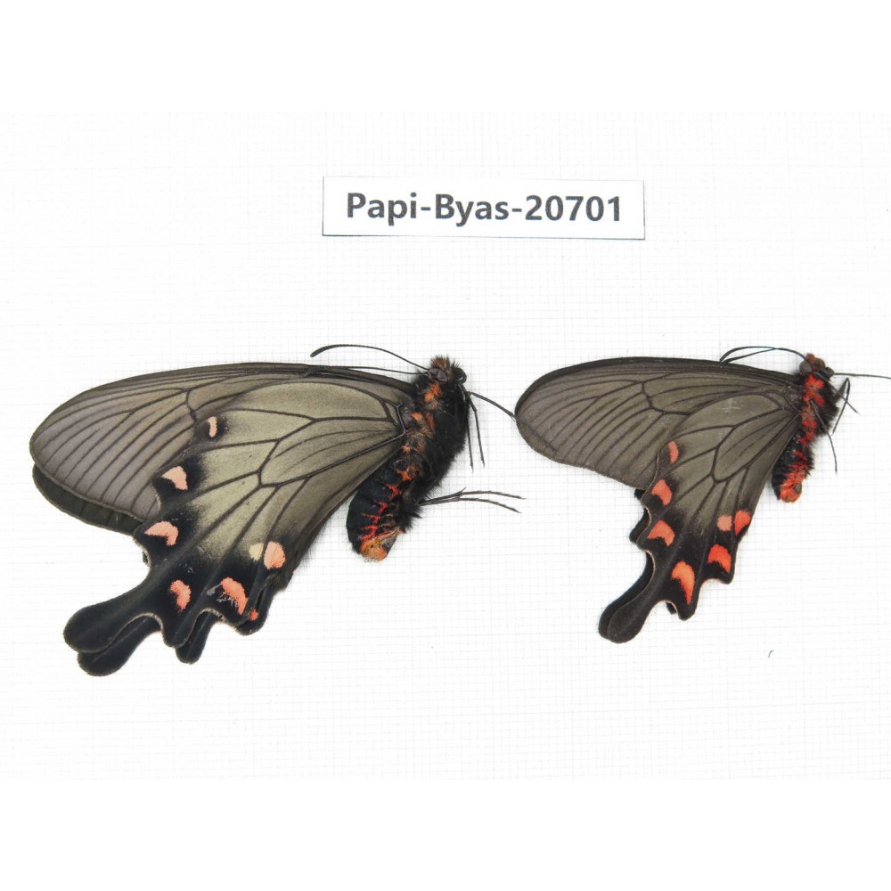 Papi-Byas-20701